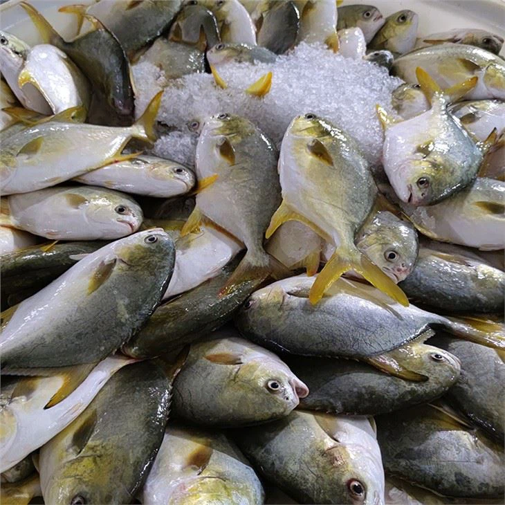 China Frozen Golden Pompano Direct Supplier Suppliers, Factory ...